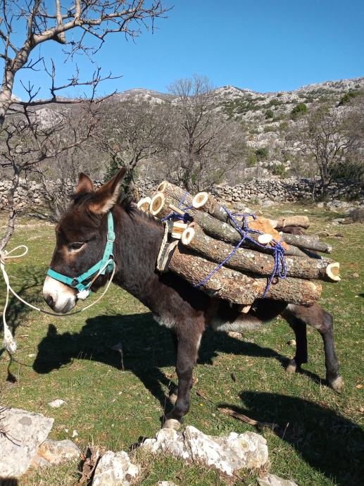 Primorsko dalmatinski magarac