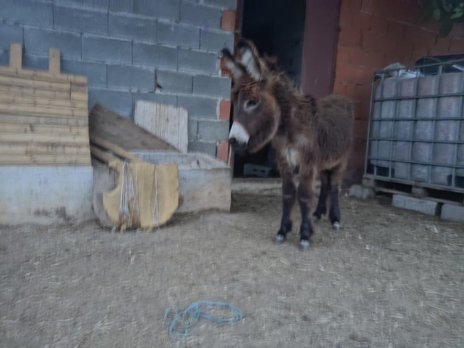 Primorsko Dinarski Magarac