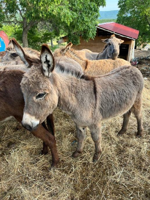 Primorsko dinarski Magarac