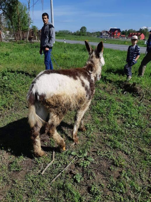 Prodajem dvije ženske magarice