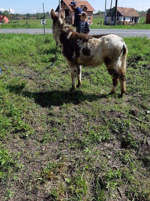 Prodajem dvije ženske magarice