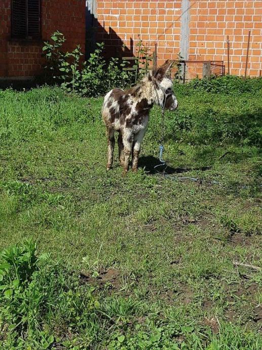 Prodajem dvije ženske magarice