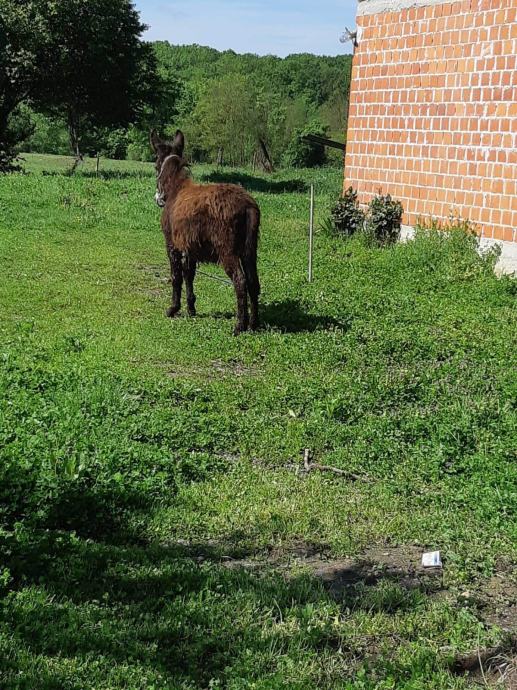 Prodajem dvije ženske magarice