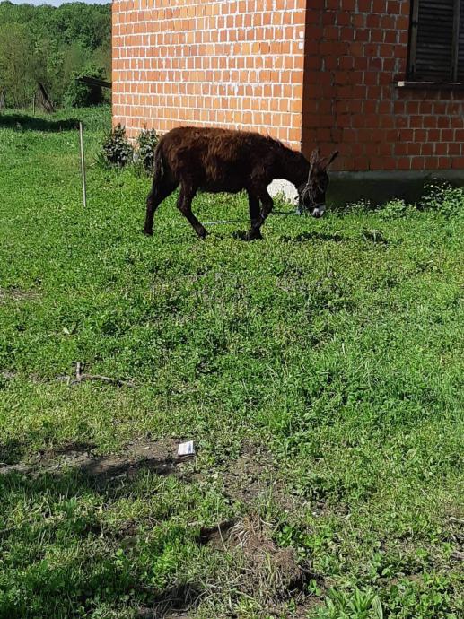 Prodajem dvije ženske magarice