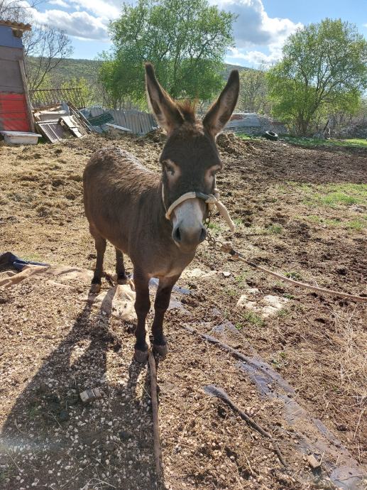 Prodajem magarca