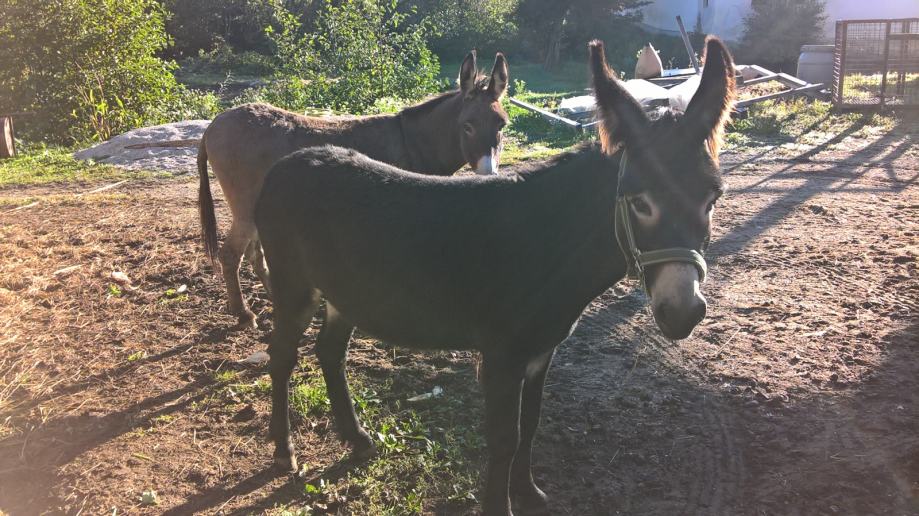 Prodajem magaricu i magarca-Hitno