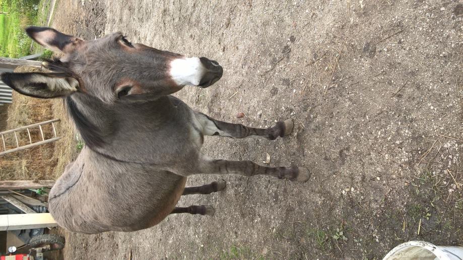 Prodajem magaricu i magarca-Hitno