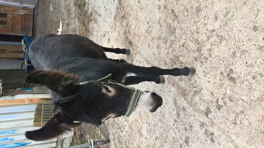 Prodajem magaricu i magarca-Hitno