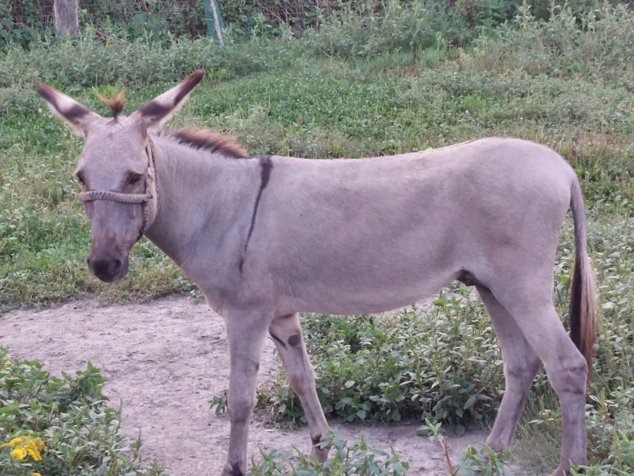Prodajem muškog magarca