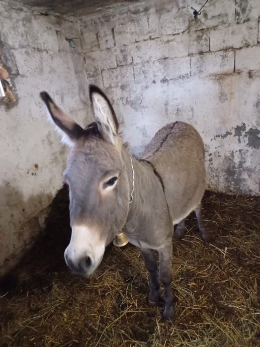 Prodajem primorsko dinarskog magarca