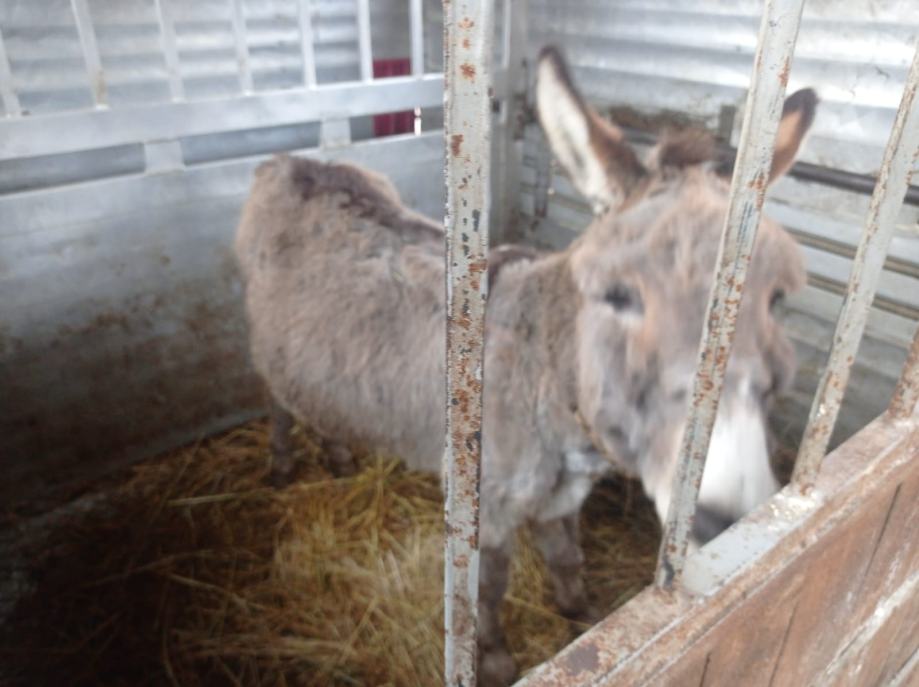 Prodajem usteojenog magarca