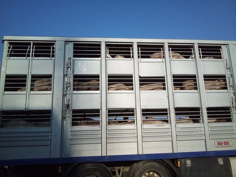 Mercedes sprinter stočar moguća zamjena za auto, Actros stočar 2543 ...