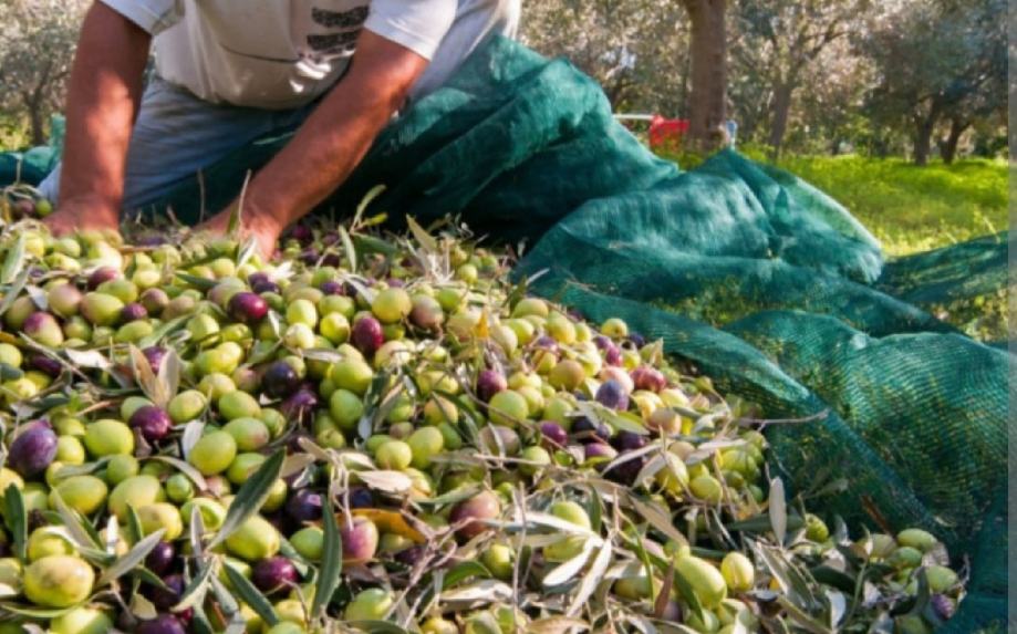 Plod masline i maslinovo ulje