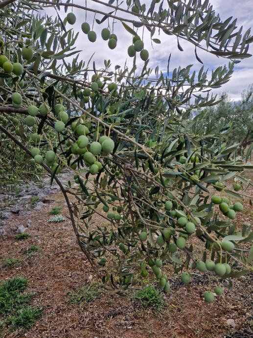 Plod masline sorta oblica