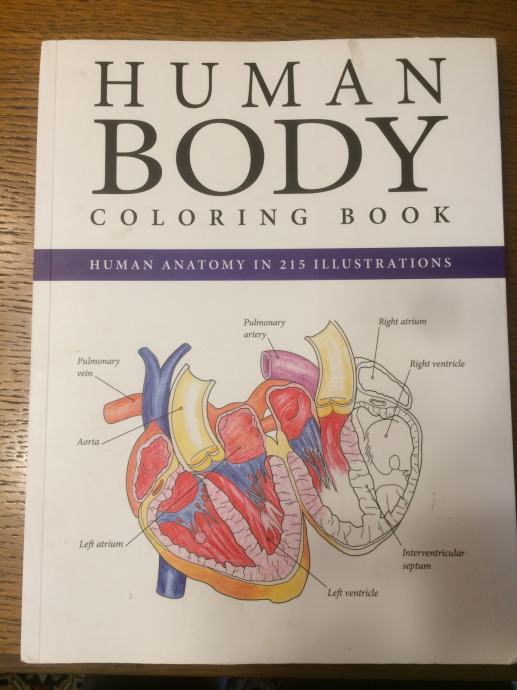 Human Body: Coloring Book