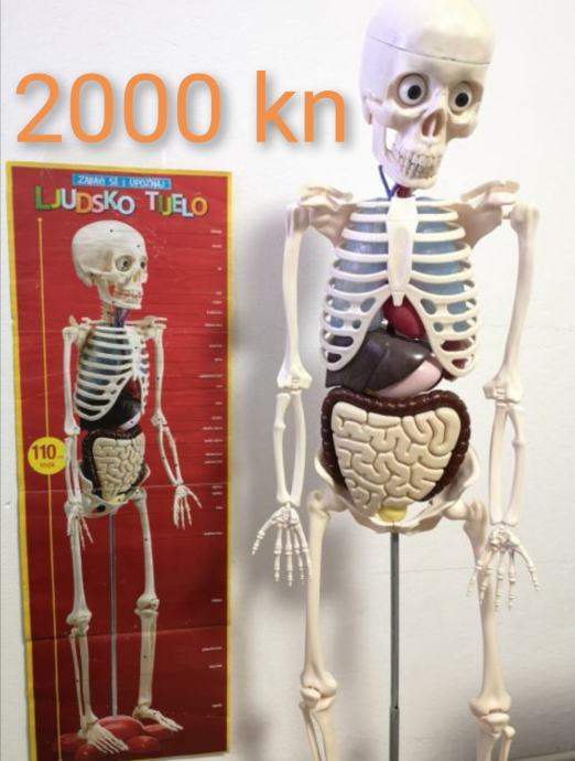 Kostur - ljudsko tijelo za slaganje sa 64 edukativnih knjižica