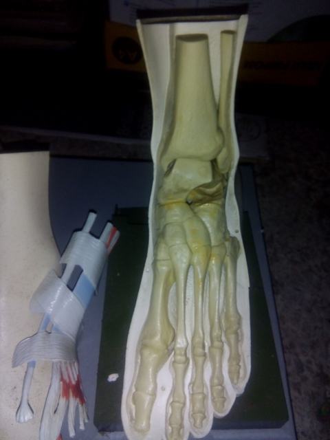 Anatomski model stopala prodaja ii zamjena