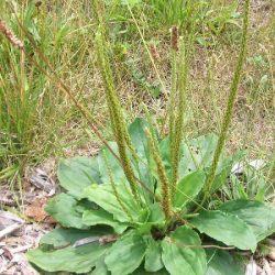 TRPUTAC LIST ČAJ 250 G