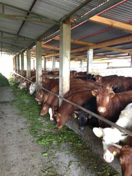 Farma za tov bikova: Banovci, 8315 m2 + moguć najam 100ha zemlje (prodaja)