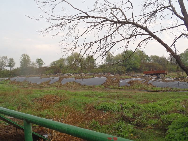 Farma za tov bikova: Banovci, 8315 m2 + moguć najam 100ha zemlje (prodaja)