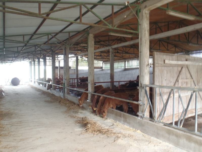 Farma za tov bikova: Banovci, 8315 m2 + moguć najam 100ha zemlje (prodaja)