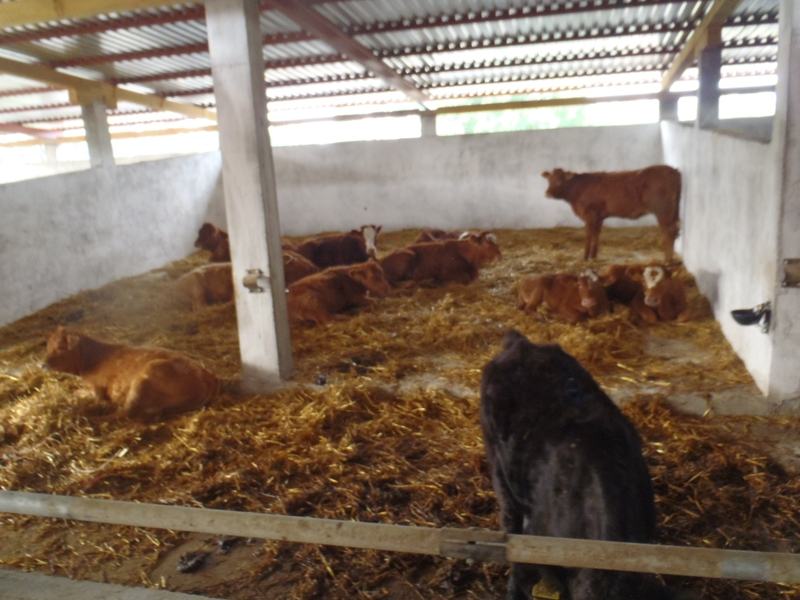 Farma za tov bikova: Banovci, 8315 m2 + moguć najam 100ha zemlje (prodaja)