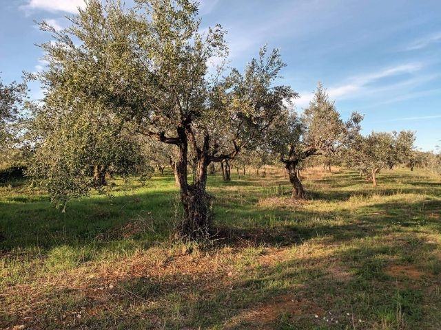 Fažana, maslinik 3050 m2 sa 50 maslina