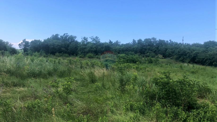 Istra, Buje-Kaldanija, građevinska parcela 596 m2