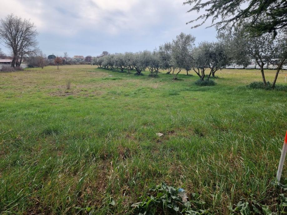 Istra, Štinjan, Šurida uređeno građevinsko zemljište 2300m2,prilika