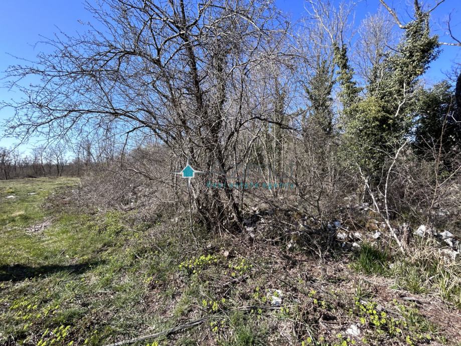 Istra , Tinjan , pasnjak , suma , oranica 31254m2 , idealno za ranc