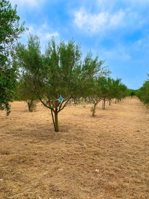 Istra ,Nova Vas, Cancini, maslinik, 2002 m2, 60 maslina