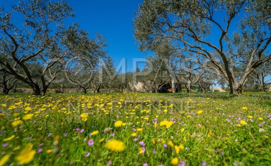 Prekrasna kuća u masliniku, Stari Grad, Hvar (prodaja)