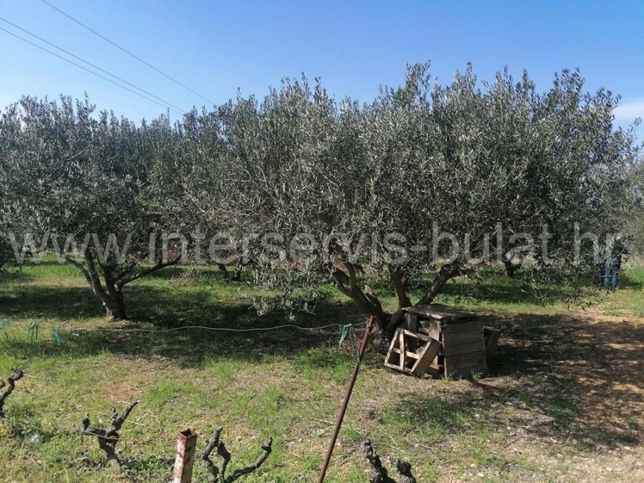 Lijepi maslinik u Donjem Polju