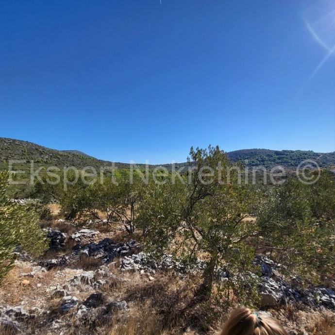 Marina,Vrsine,poljoprivredno zemljište 4704 m2,maslinik,put,blizu građ