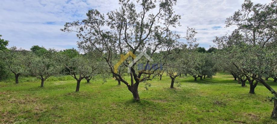 Maslinik sa 76 starih maslina!