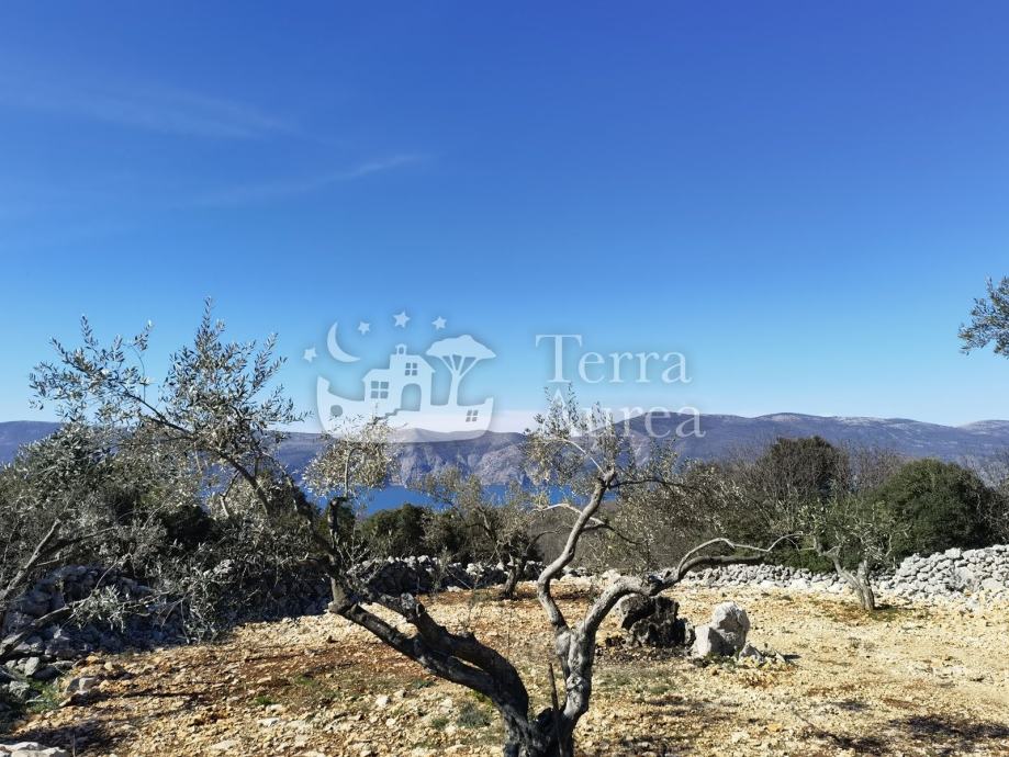 Maslinik s lijepim pogledom na more, Brzac, otok Krk