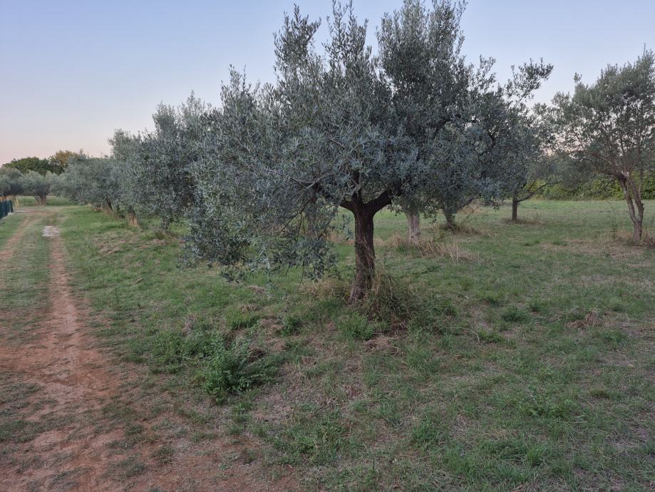 Maslinik Mali Vareški - 4000 m od mora Duga Uvala