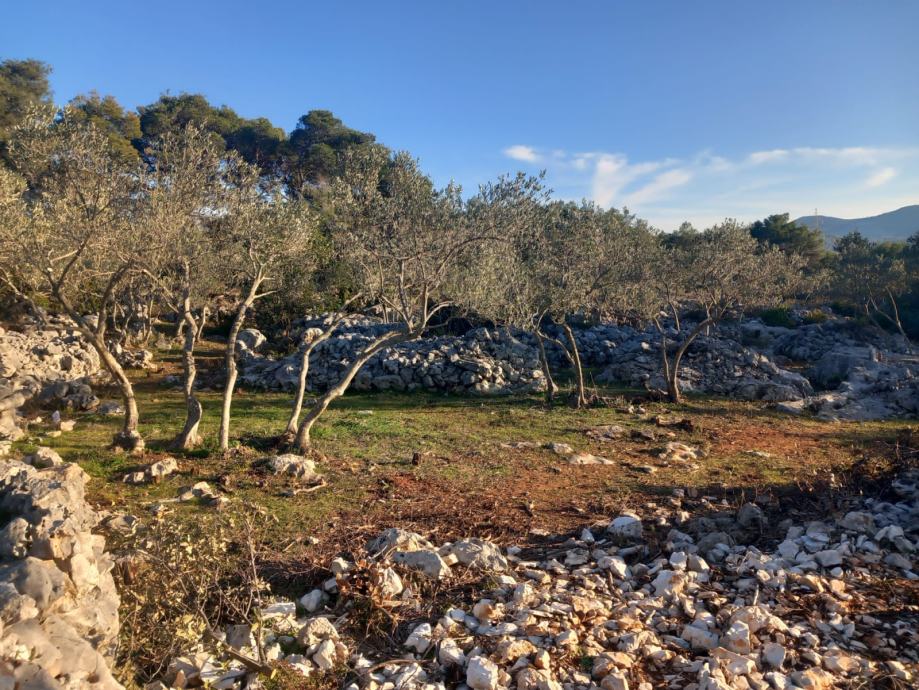 Maslinik, Rudina, 2074 m2