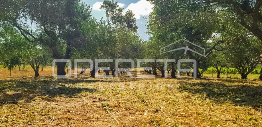 Maslinik s tradicijom i modernim sustavom navodnjavanja, Nerežišća, Br