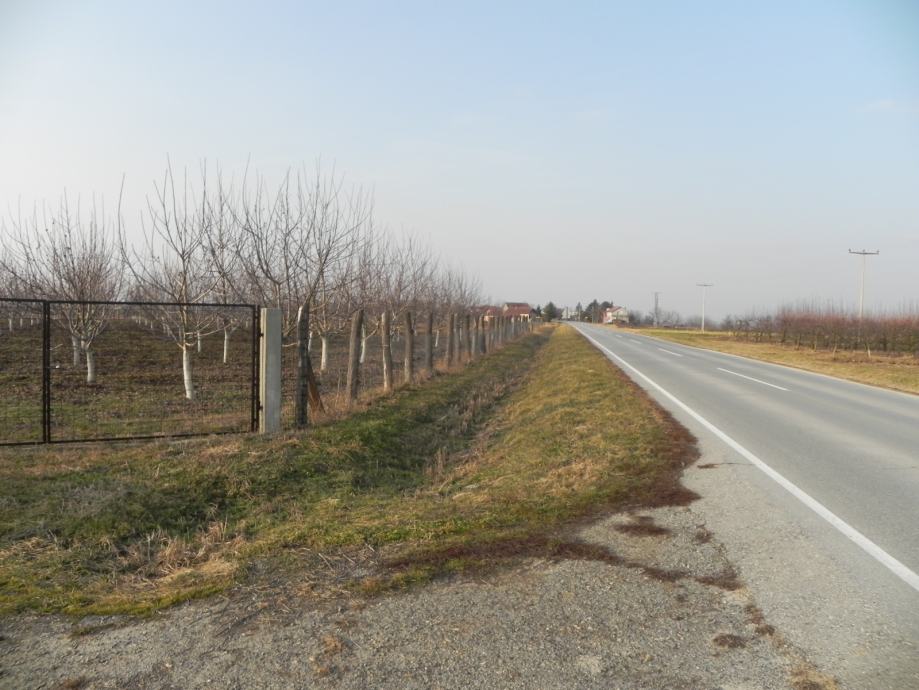 Mladi orašnjak, Grabovac, 20000 m2