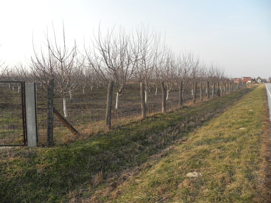 Mladi orašnjak, Grabovac, 20000 m2