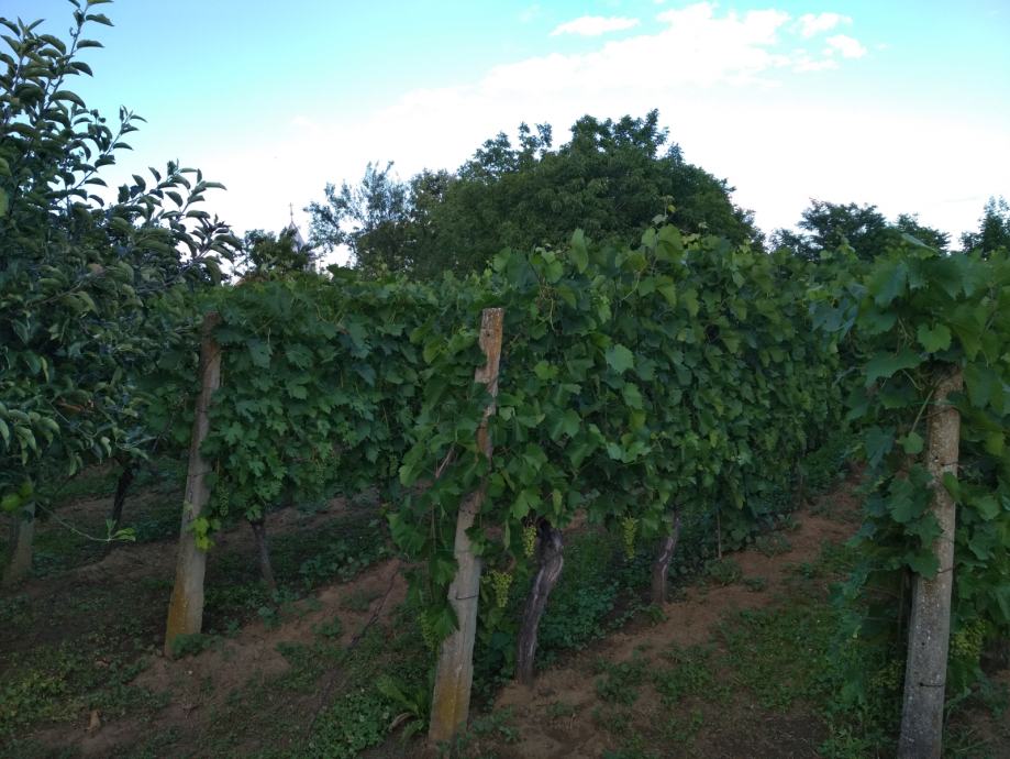 Novigrad Podravski, 100 m2