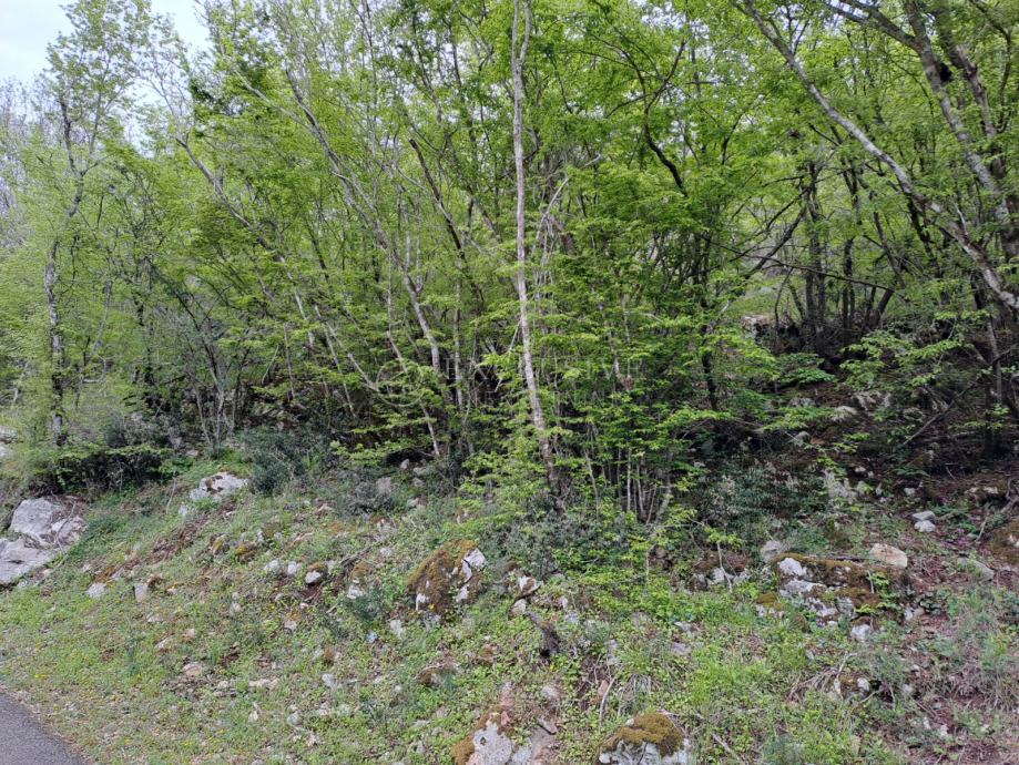 Otok Krk, Skrpčići pokljoprivredno zemljište (šuma) 7927 m2