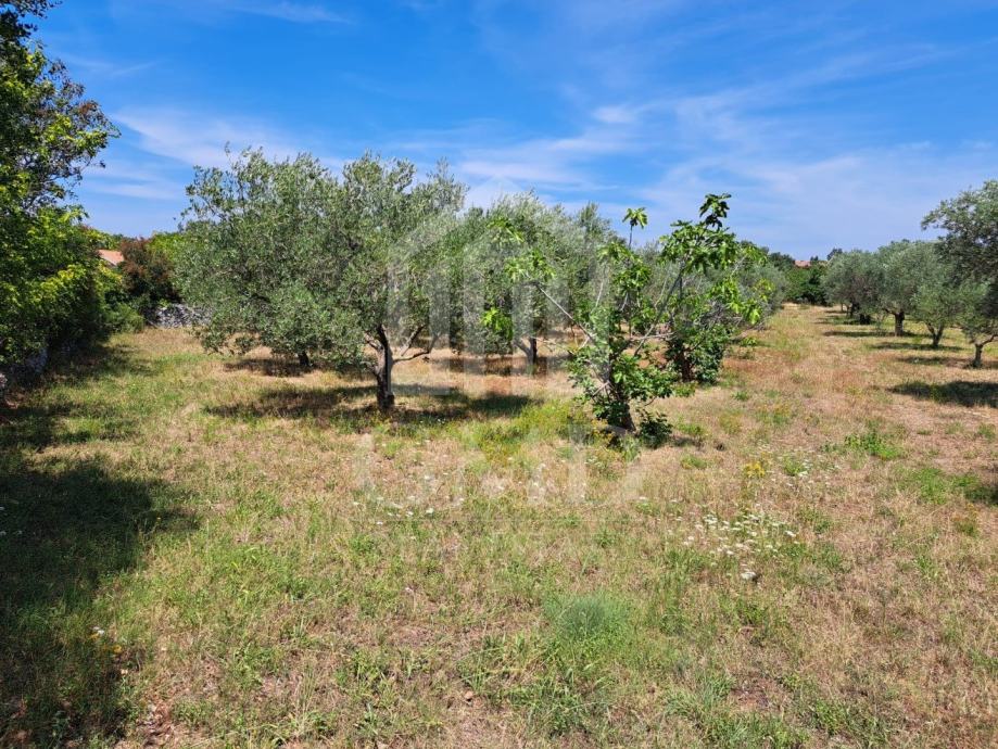 POLJOPRIVREDNO ZEMLJIŠTE BLIZU MORA