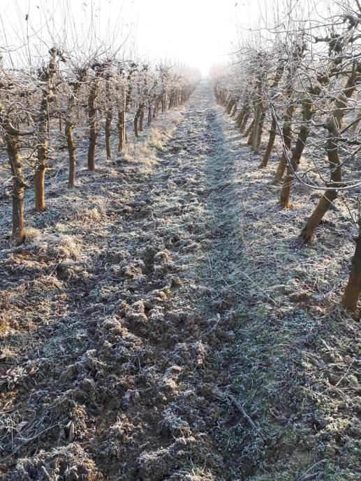 Križevci, nasad jabuka - voćnjak u punom rodu, HITNO i povoljno