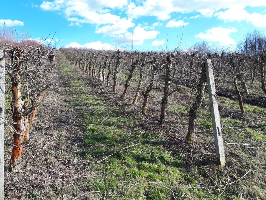 Križevci, nasad jabuka - voćnjak u punom rodu, HITNO i povoljno
