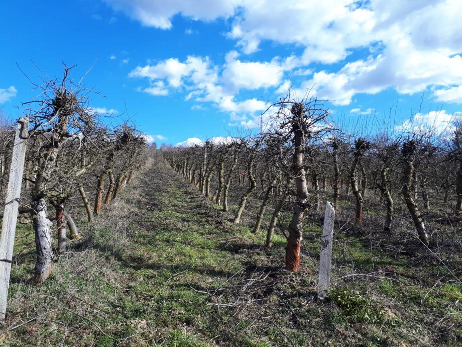 Križevci, nasad jabuka - voćnjak u punom rodu, HITNO i povoljno