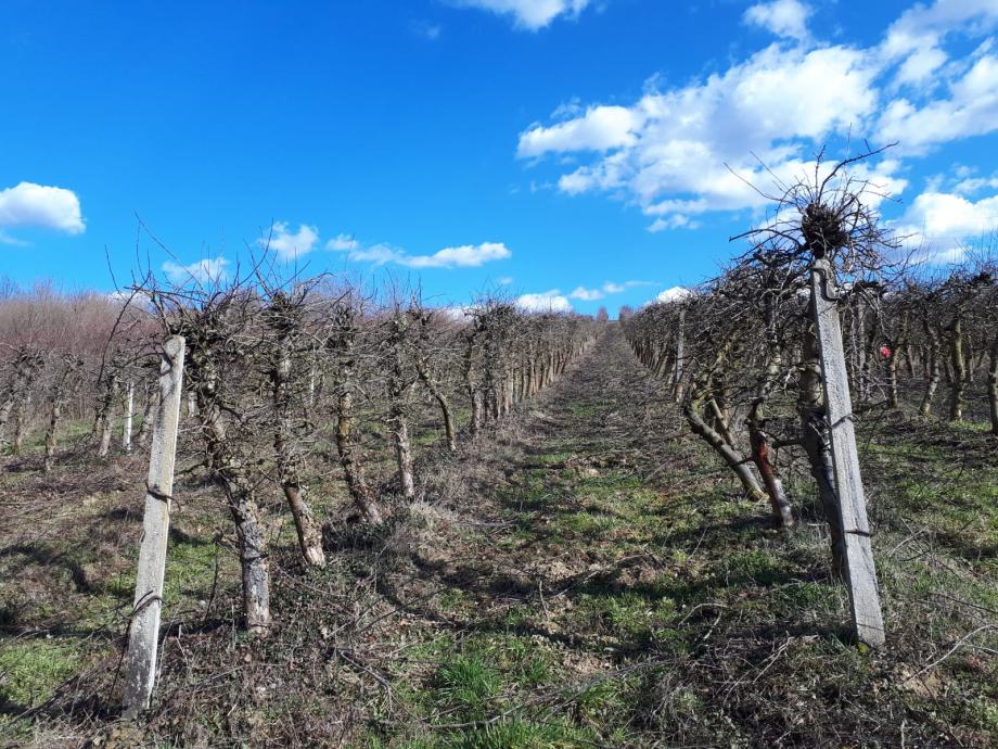 Križevci, nasad jabuka - voćnjak u punom rodu, HITNO i povoljno