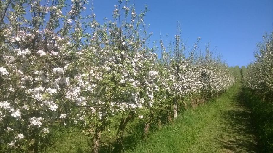 Križevci, nasad jabuka - voćnjak u punom rodu, HITNO i povoljno