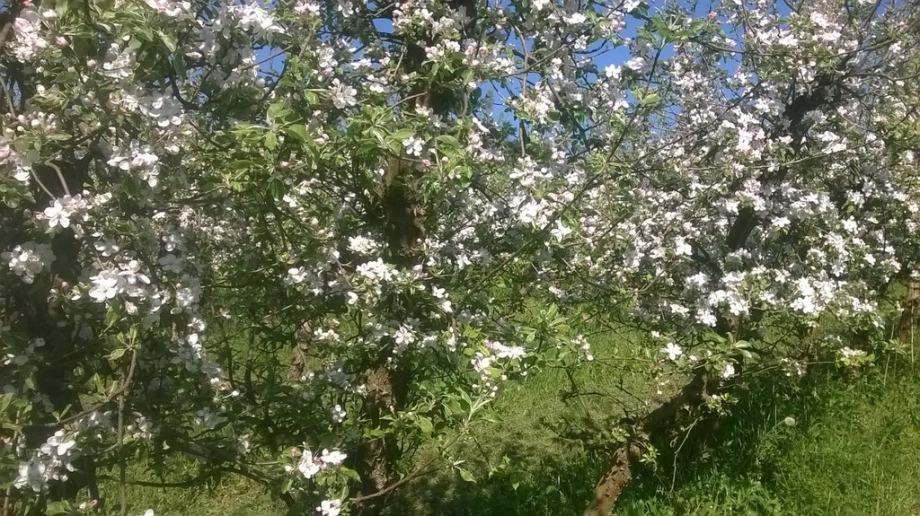 Križevci, nasad jabuka - voćnjak u punom rodu, HITNO i povoljno